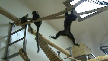Marmoset Monkey Cages
